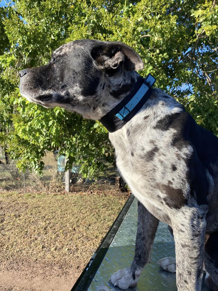 Collars – Doob Collars