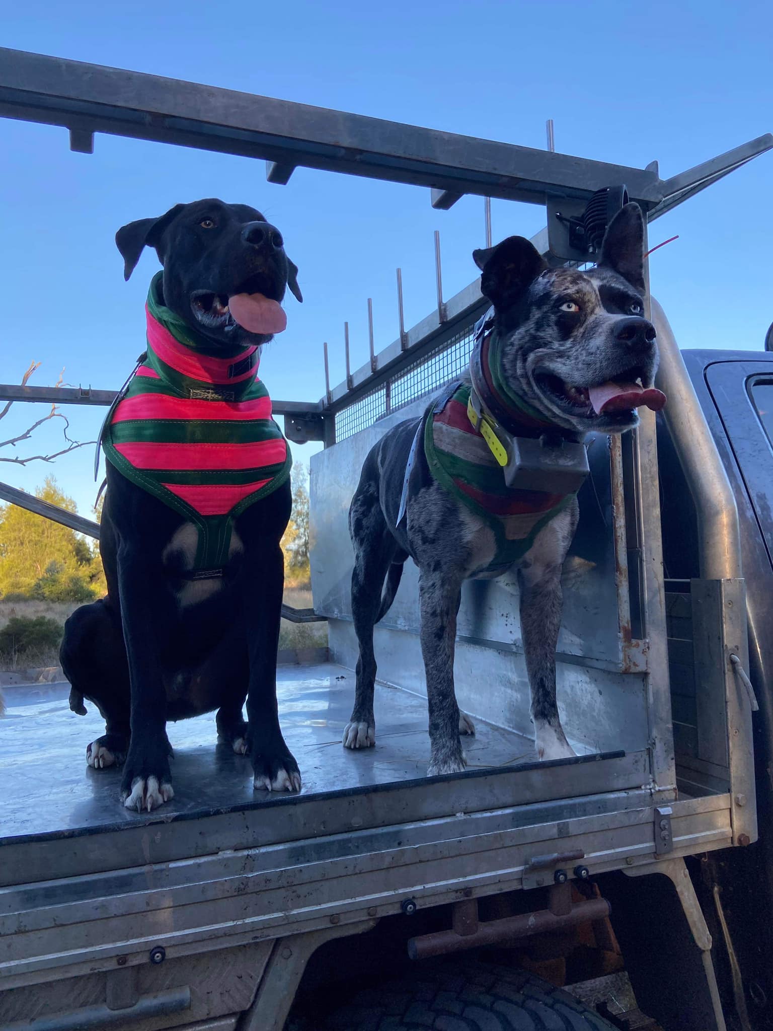 'Doob' - 3/4 plate – Doob Collars